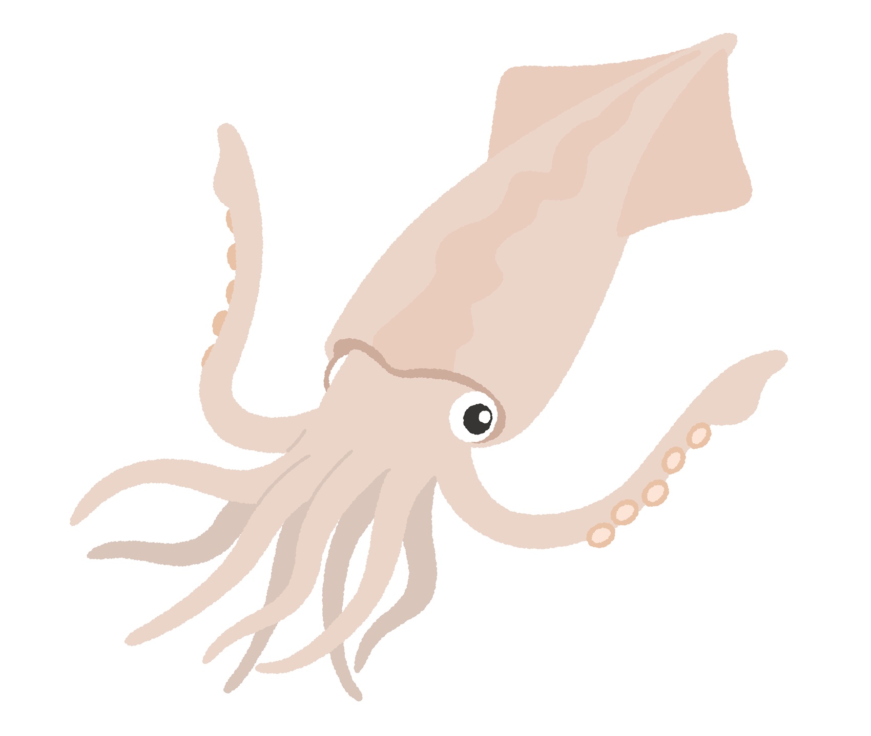 スルメイカの漁獲量制限についてどう思いますか？ - みんなの意見 - Yahoo!ニュース