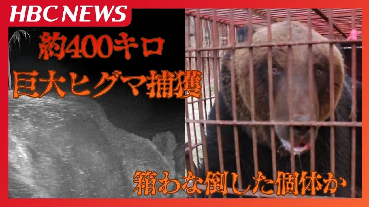400kgのヒグマ捕獲 猟友会も驚き - Yahoo!ニュース