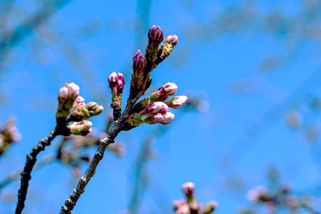 2025年の桜 開花はいつ頃？最新の開花予想が発表 一足先に早咲きの桜が続々見頃に (日テレNEWS NNN) - Yahoo!ニュース