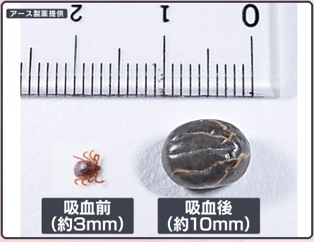 “致死率10～30％” マダニ感染症「SFTS」どう防ぐ？ ペットから、ヒトから感染するリスクも 刺されたら「自分でとらずに皮膚科へ」 アース製薬研究員が解説 (ABCニュース ...