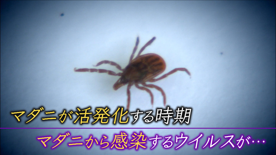 “致死率10～30％” マダニ感染症「SFTS」どう防ぐ？ ペットから、ヒトから感染するリスクも 刺されたら「自分でとらずに皮膚科へ」 アース製薬研究員が解説 (ABCニュース ...