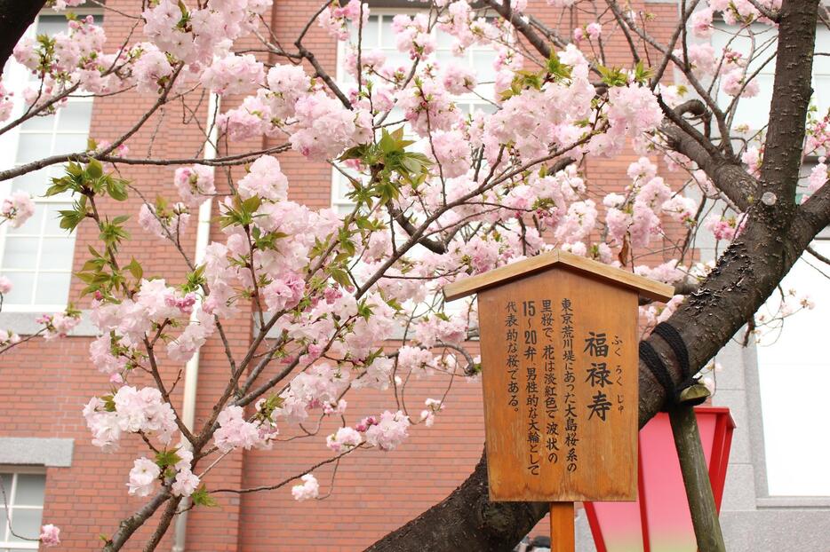 【写真特集】大阪・造幣局で「桜の通り抜け」（撮影：具志堅浩二） (Yahoo!ニュース オリジナル THE PAGE) - Yahoo!ニュース