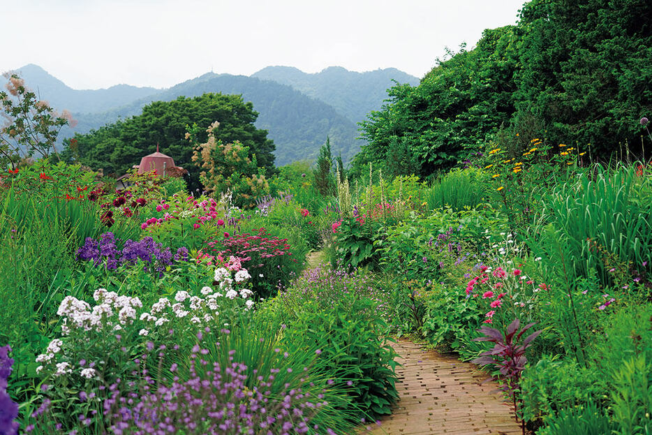 平栗さんが選んだすてきな植物たち 6月の牧場ガーデンを彩る宿根草 (みんなの趣味の園芸) - Yahoo!ニュース