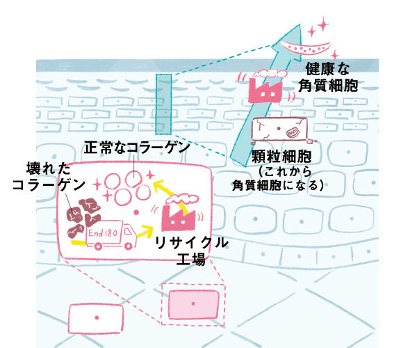 注目の肌老化を防ぐ「オートファジー」の仕組みとは？細胞内をクリーンな状態を支えるおすすめコスメも紹介 (VOCE) - Yahoo!ニュース