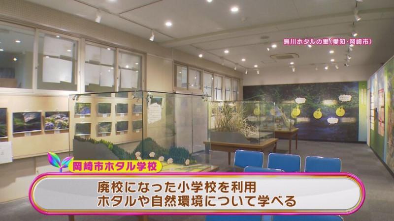 約7万本のあじさいが楽しめる！？幻想的なホタルの乱舞も 気象予報士激推しの"梅雨の絶景スポット"とは (CBCテレビ) - Yahoo!ニュース