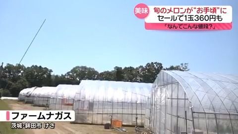 メロンが去年同時期より“お手頃”に 価格のウラで農家の悩みも (日テレNEWS NNN) - Yahoo!ニュース