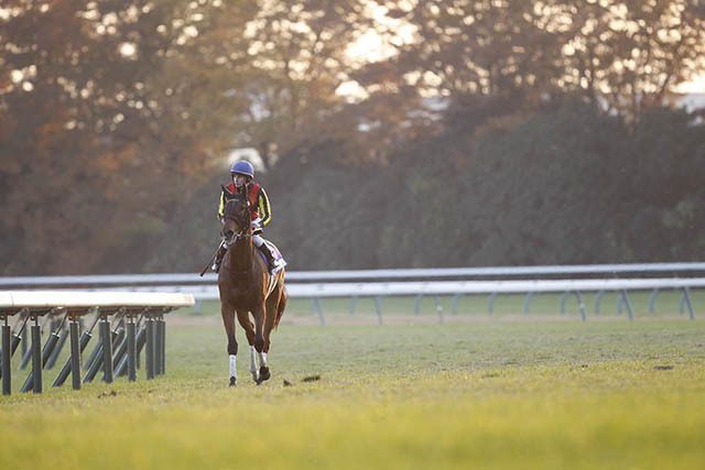 ジェンティルドンナが16歳で死亡 12年の牝馬三冠などGI・7勝 (netkeiba) - Yahoo!ニュース