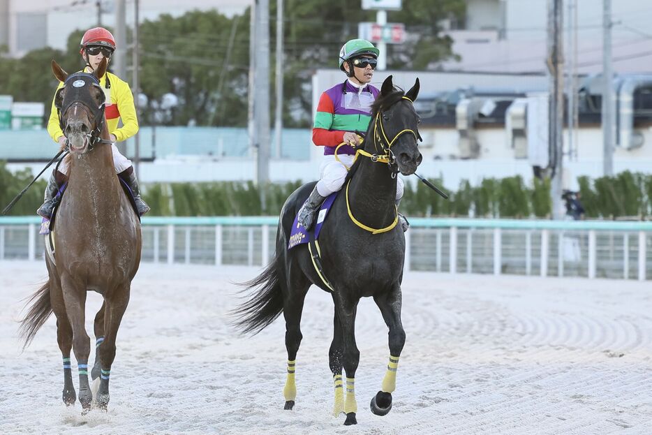 【JBCスプリント】戸崎「ポジションはやはり後ろに…」クロジシジョーは差し脚伸ばすも5着まで (競馬のおはなし) - Yahoo!ニュース