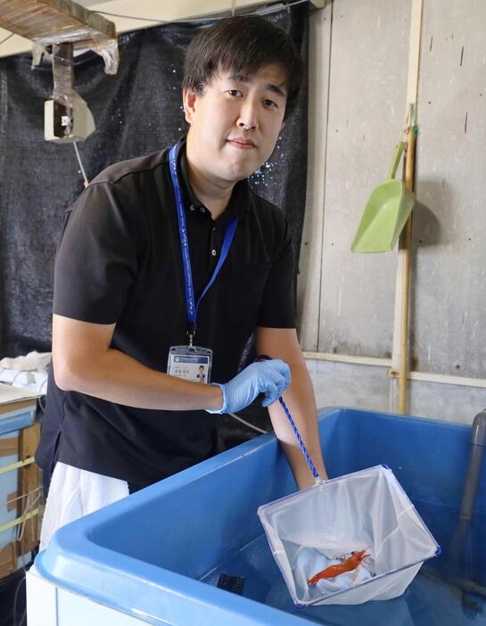 全国初、ボタンエビ養殖成功 茨城、「ブランド水産物に」 (共同通信) - Yahoo!ニュース