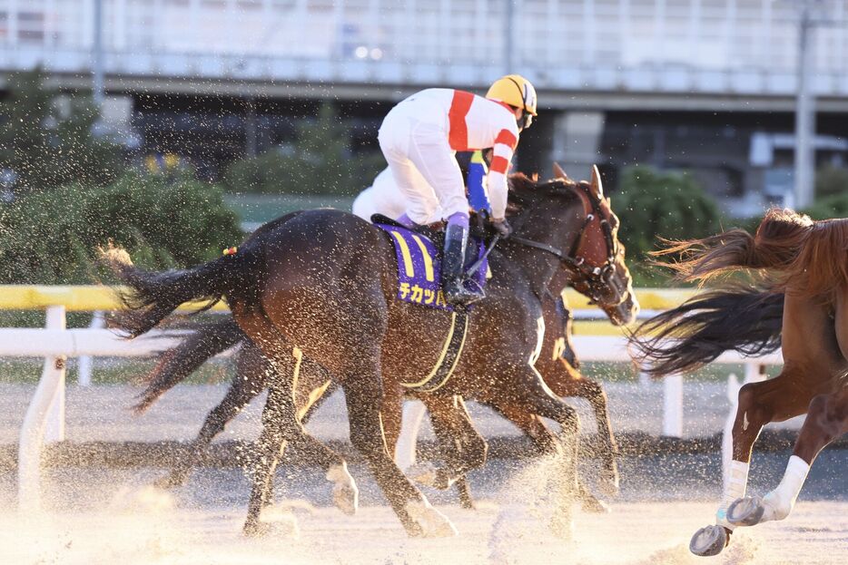 【JBCスプリント】松山「3着に踏ん張ってくれた」レース後ジョッキーコメント (競馬のおはなし) - Yahoo!ニュース