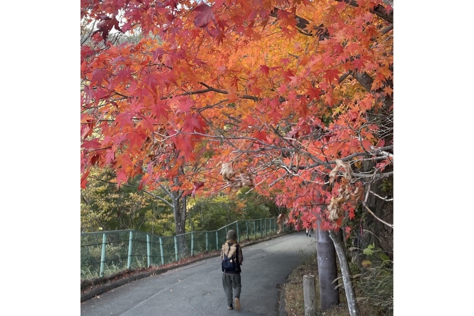 低山が楽しい季節！～鳳来寺山の紅葉と、ふもとの茶屋の絶品五平餅を味わう～ (FUNQ) - Yahoo!ニュース