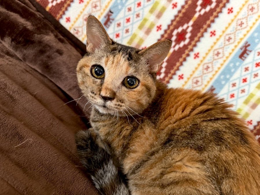 何かいいことあった？ 猫ちゃんのまさかの表情が話題 「癒されっぱなし」の声 (LIMO) - Yahoo!ニュース