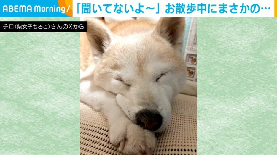 聞いてないよー！柴犬がまさかの吹雪に立ち往生する姿に「目ギュッてするの可愛い」と反響 (ABEMA TIMES) - Yahoo!ニュース