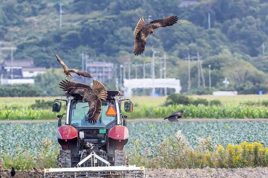 畑のトラクター周辺に異様な光景「全部合わせると400羽以上かも」 トラクターに群がる野鳥に「ここまで多いと恐怖」の声も (Hint-Pot) - Yahoo!ニュース