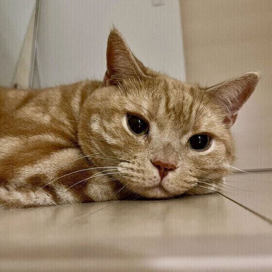 「人でいうなら中年」7～10才の猫のお世話のコツを獣医師が解説 (ねこのきもち WEB MAGAZINE) - Yahoo!ニュース