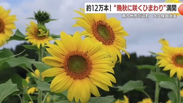 約12万本！“晩秋に咲くひまわり”満開 鹿児島・南九州市川辺町 大久保自治会 (鹿児島ニュースKTS) - Yahoo!ニュース