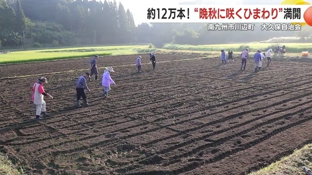 約12万本！“晩秋に咲くひまわり”満開 鹿児島・南九州市川辺町 大久保自治会 (鹿児島ニュースKTS) - Yahoo!ニュース