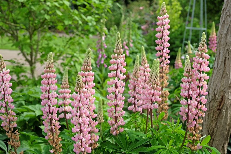 庭が狭くて小さい…でも大丈夫！庭を大きく広く見せてくれるおすすめ植物とは？ (モダンリビング) - Yahoo!ニュース