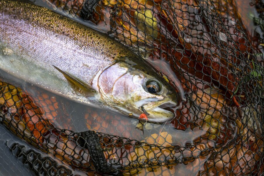 【釣り】完全予約制! 流れに見え隠れする魚影にドキドキ、ワクワクのフライフィッシング!「秩父フライフィールド」 (BRAVO MOUNTAIN) - Yahoo!ニュース
