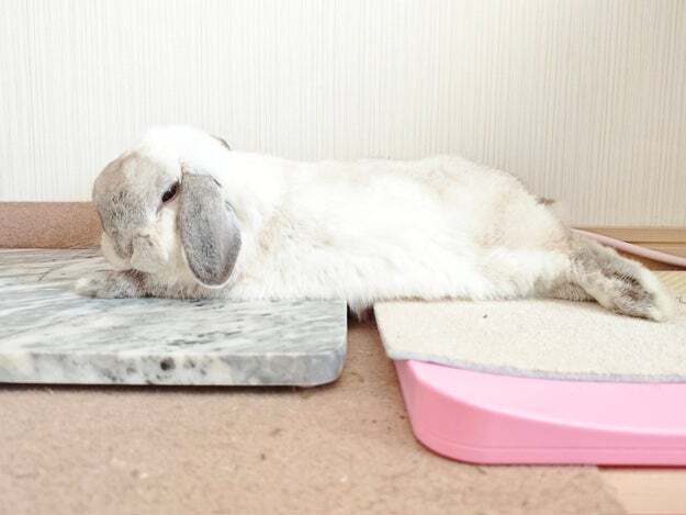 「理想的な頭寒足熱」「かしこい！かわいい！」 冷え冷えとポカポカを器用に使いこなすウサギにSNSにっこり (BuzzFeed Japan) - Yahoo!ニュース