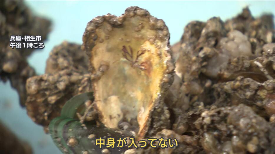 播磨灘でカキが大量死、小ぶりの身に漁師は「塩辛い。よう食べん」 記録的不作の原因は夏の少雨か 兵庫県漁連が斎藤知事に要望書 (ABCニュース) - Yahoo!ニュース