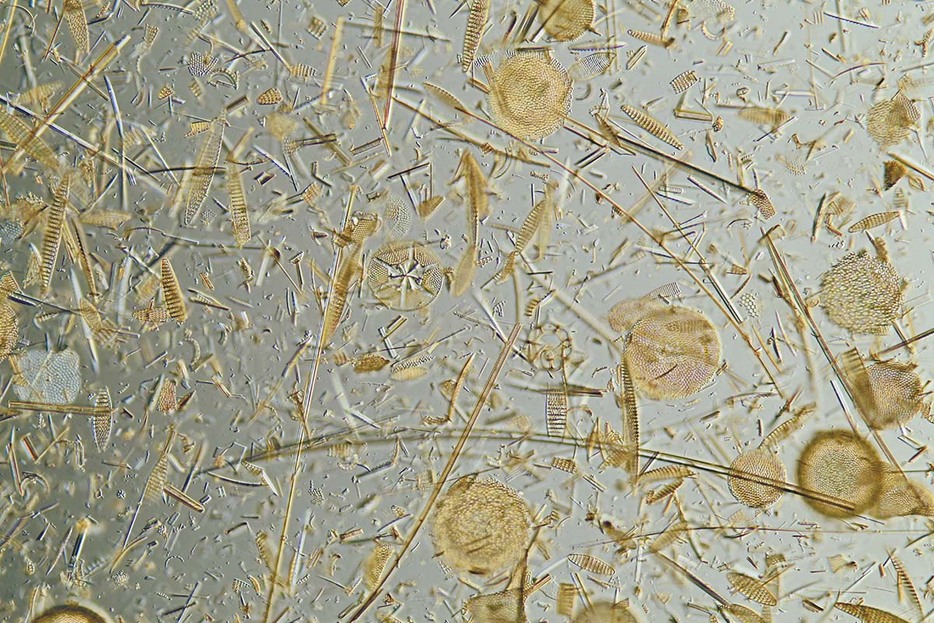 気候変動がいかにして大絶滅を引き起こしたか？ ビッグファイブと私たちの未来（久保田好美／環境変動史研究者） (ナショナル ジオグラフィック日本版) - Yahoo!ニュース