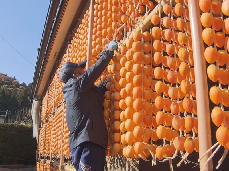 オレンジ色に染まる軒先 「伊自良連柿」づくり最盛期 岐阜県山県市 (ぎふチャンDIGITAL) - Yahoo!ニュース