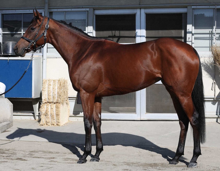 【ジャパンC】ブレイディヴェーグ80点 仕上がり＆毛ヅヤ良好 (スポニチアネックス) - Yahoo!ニュース