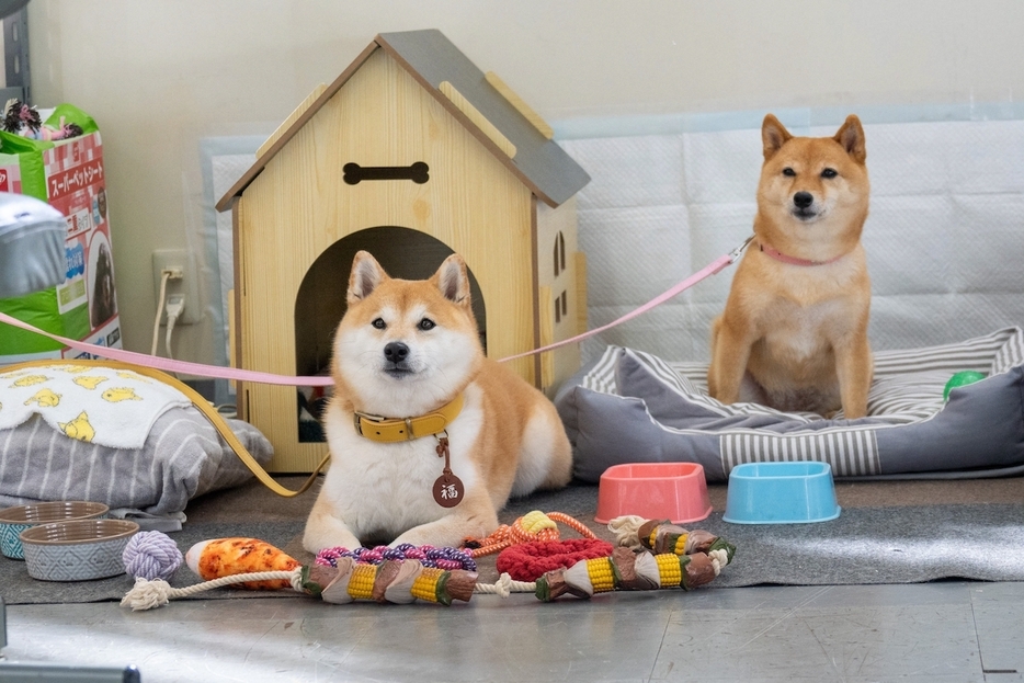 『シバのおきて』“エスパー犬”はフィクションではない？ 『シバONE』編集部の団結に拍手 (リアルサウンド) - Yahoo!ニュース