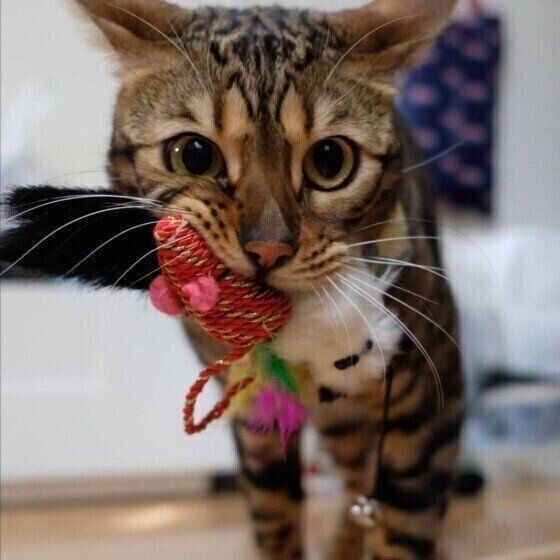 捕まえた“獲物”を見せにくる猫は約半数→どんな理由から？獣医師に聞いた (ねこのきもち WEB MAGAZINE) - Yahoo!ニュース