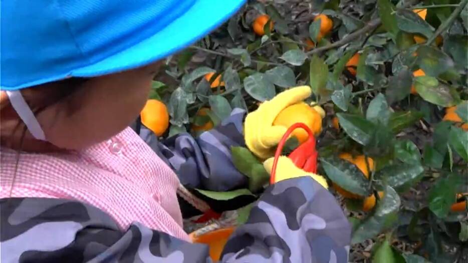 桜島小みかんのハサミ入れ式 地元の園児らも参加 鹿児島 (MBC南日本放送) - Yahoo!ニュース