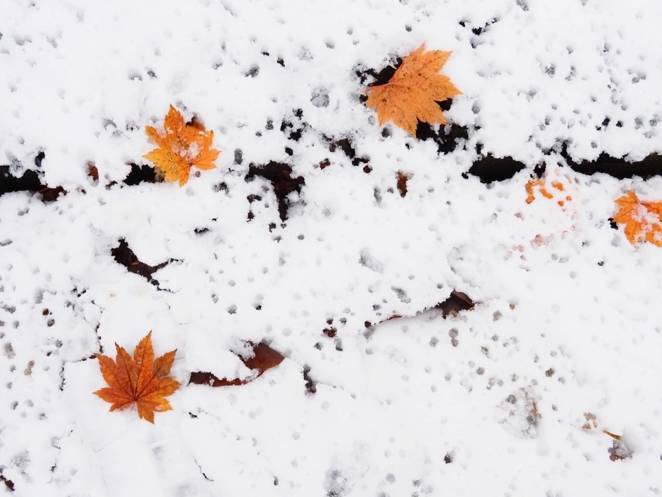 雪の降り始めた尾瀬へ｜まだ知らない尾瀬ストーリー#14 (FUNQ) - Yahoo!ニュース