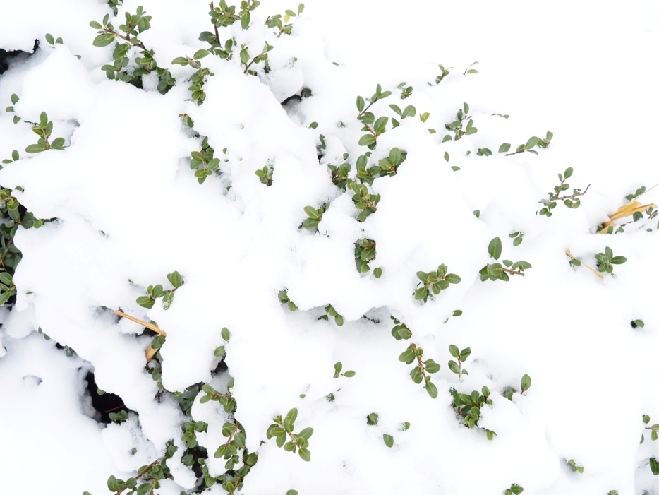 雪の降り始めた尾瀬へ｜まだ知らない尾瀬ストーリー#14 (FUNQ) - Yahoo!ニュース