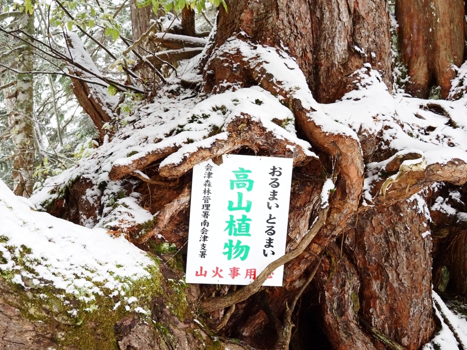 雪の降り始めた尾瀬へ｜まだ知らない尾瀬ストーリー#14 (FUNQ) - Yahoo!ニュース