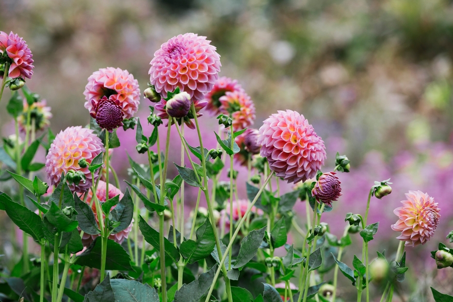 レトロな花が人気急上昇中！懐かしい花で庭を彩れば今っぽいってホント？ (モダンリビング) - Yahoo!ニュース