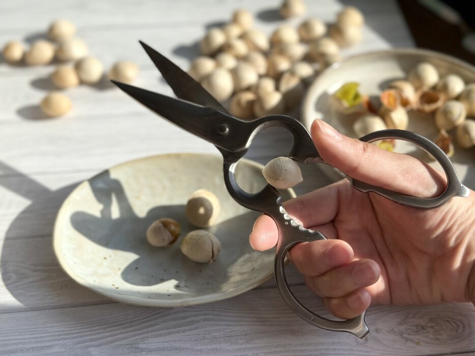 「ギンナン」の殻むきは“封筒に入れてレンチン”が簡単！はじける音がしたら食べ頃の合図 (ESSE-online) - Yahoo!ニュース
