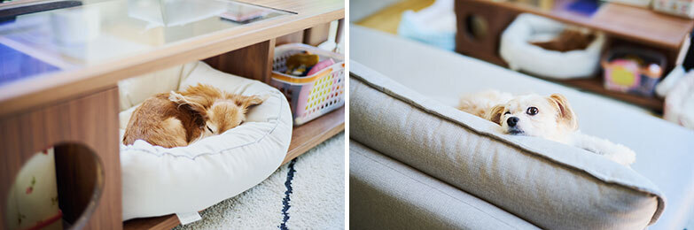 千葉市に”平屋だけ”全50邸の分譲地。「階段ない・空が広い・緑いっぱい」子育て終えた夫妻が選んだ暮らし (SUUMOジャーナル) - Yahoo!ニュース