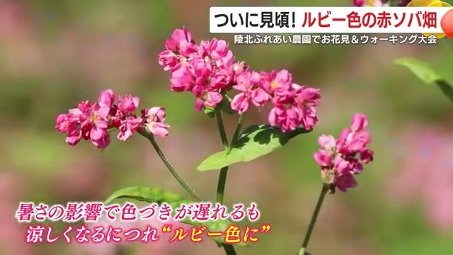 ついに見頃！ルビー色の赤ソバ畑 陵北ふれあい農園でお花見＆ウォーキング大会 鹿児島・霧島市 (鹿児島ニュースKTS) - Yahoo!ニュース