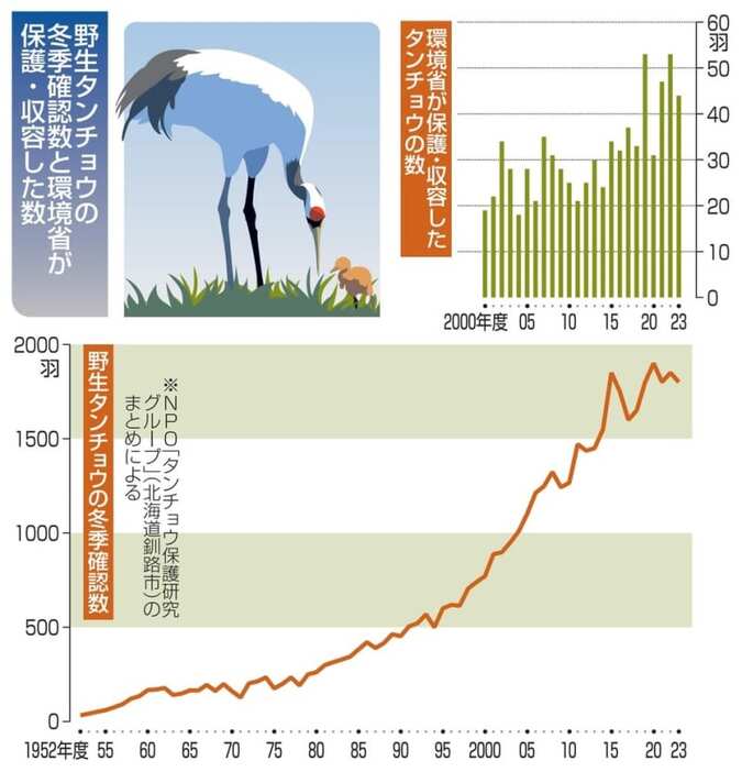 タンチョウがいる「日常」、保護活動通し問う共生 生息数回復で事故増加、義足の鳥も展示 (47NEWS) - Yahoo!ニュース