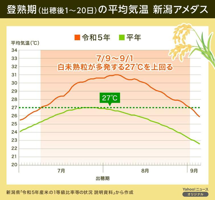 米どころ新潟、災害級の猛暑でコシヒカリの一等級比率が平年70％→昨年5％に 想定上回る温暖化、「新之助」は窮地を救えるか ＃食の現在地 (Yahoo!ニュース オリジナル 特集 ...