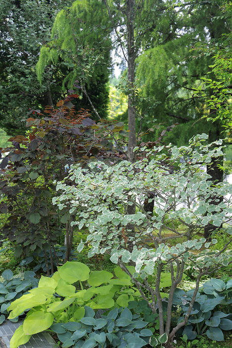 荻原さんおすすめ！〈カラーリーフの低木、ギボウシ＆ヒューケラ〉日陰の植栽が美しいガーデン・後編 (みんなの趣味の園芸) - Yahoo!ニュース