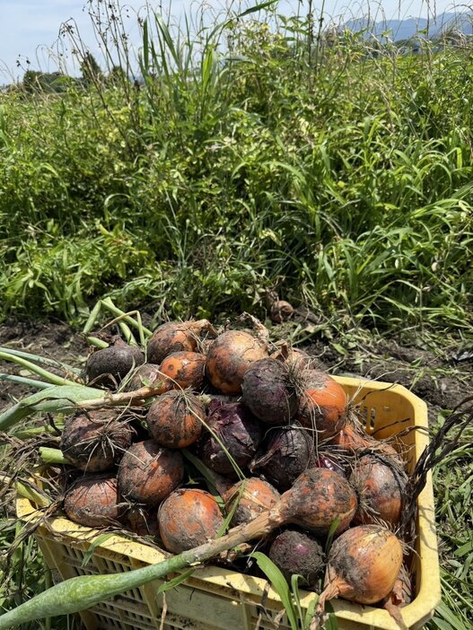 繰り返しつくる「タマネギ漬け」レシピ2種。50代モデルが常備、サラダやつけ合わせにも便利 (ESSE-online) - Yahoo!ニュース