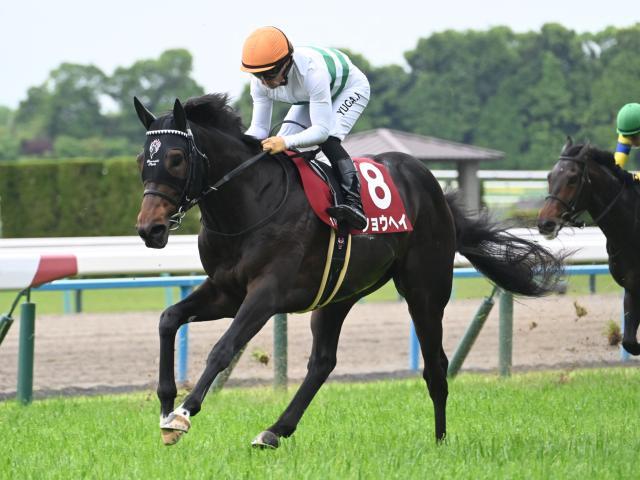 【神戸新聞杯前日オッズ】ショウヘイとエリキングが2.8倍で1番人気 (netkeiba) - Yahoo!ニュース