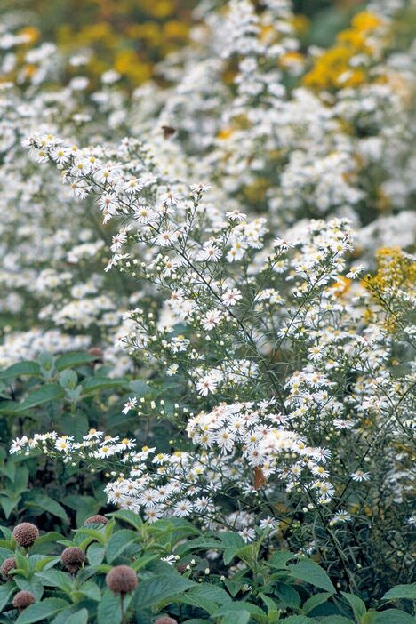 改めて注目したい秋の宿根草 孔雀アスターのやさしい存在感 (みんなの趣味の園芸) - Yahoo!ニュース