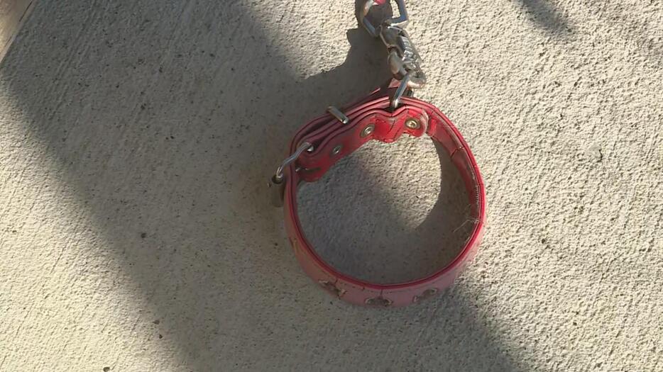 クマが柴犬くわえ山へ 住宅の庭で目撃された“衝撃の瞬間”と「日常を奪われた家族」の悲しみ〈宮城・大崎市〉 (FNNプライムオンライン) - Yahoo!ニュース