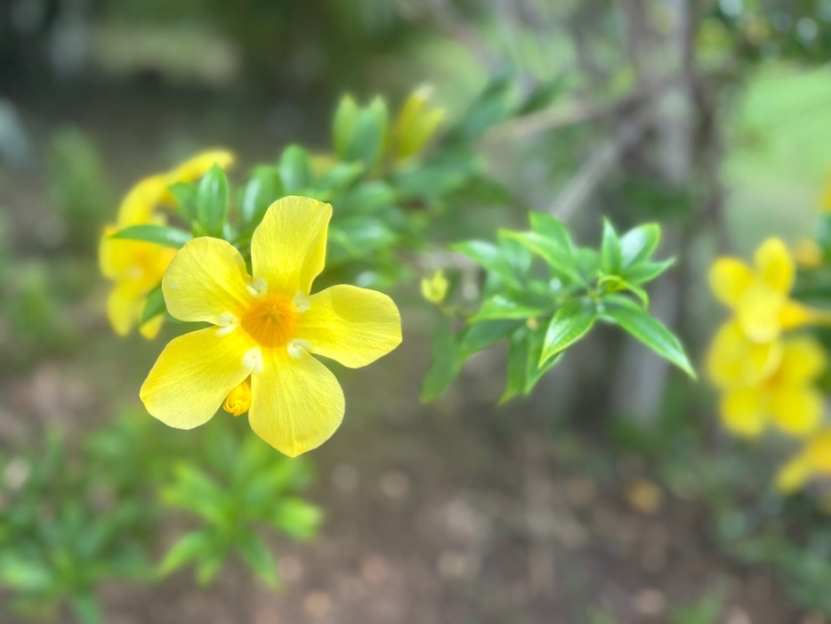 心地よさもきちんと感も。40代カジュアル派のリゾートコーデ/川口ゆかり (LEE) - Yahoo!ニュース