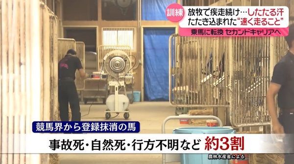 引退馬に“セカンドキャリア”を……居場所はどこに？ 「1頭でも救いたい」葛藤抱えた元調教師、移住で新たな挑戦『every.特集』 (日テレNEWS NNN) - Yahoo!ニュース