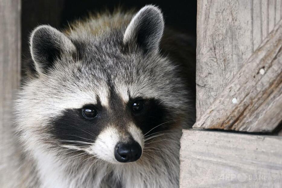 酒店に侵入のアライグマ 「飲みすぎ」で大の字に 米国 (AFP＝時事) - Yahoo!ニュース