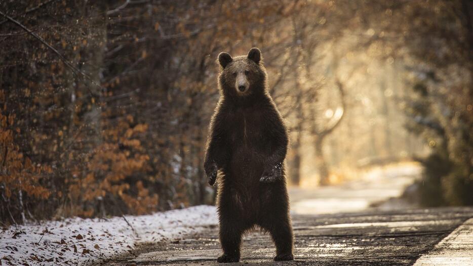 湖を散歩していた男性が「予期せぬ遭遇」でクマに襲われる事態に─胸や左腕に重症 【米国】 (クーリエ・ジャポン) - Yahoo!ニュース