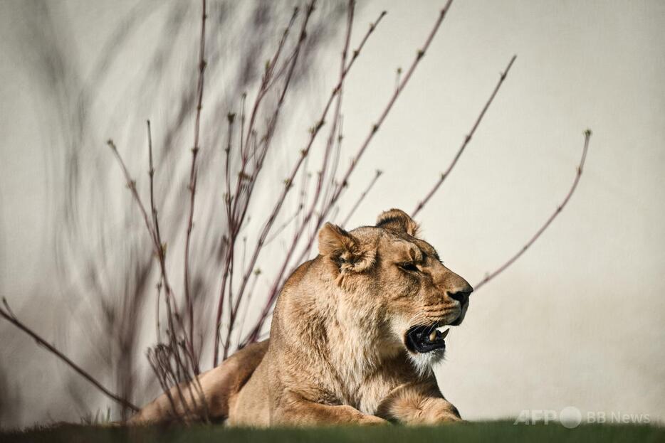 ライオン放飼場に侵入した19歳男性、かみ殺される ブラジル (AFP＝時事) - Yahoo!ニュース